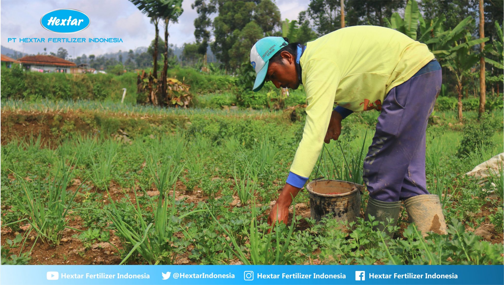 Mengenal Prinsip Pemupukan Berimbang - DGW Fertilizer