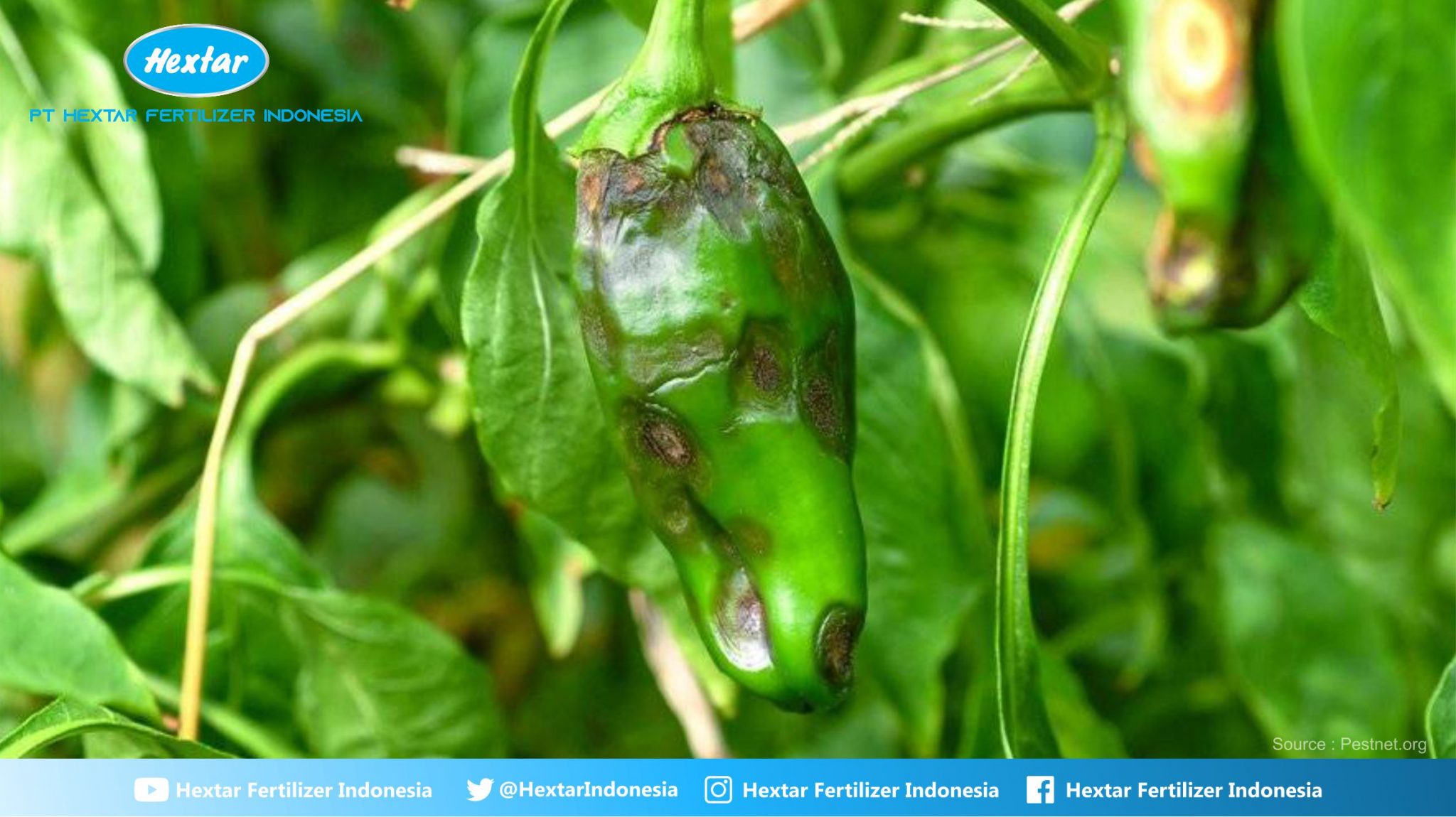 8 Hama dan Penyakit Penting pada Tanaman Cabai - DGW Fertilizer