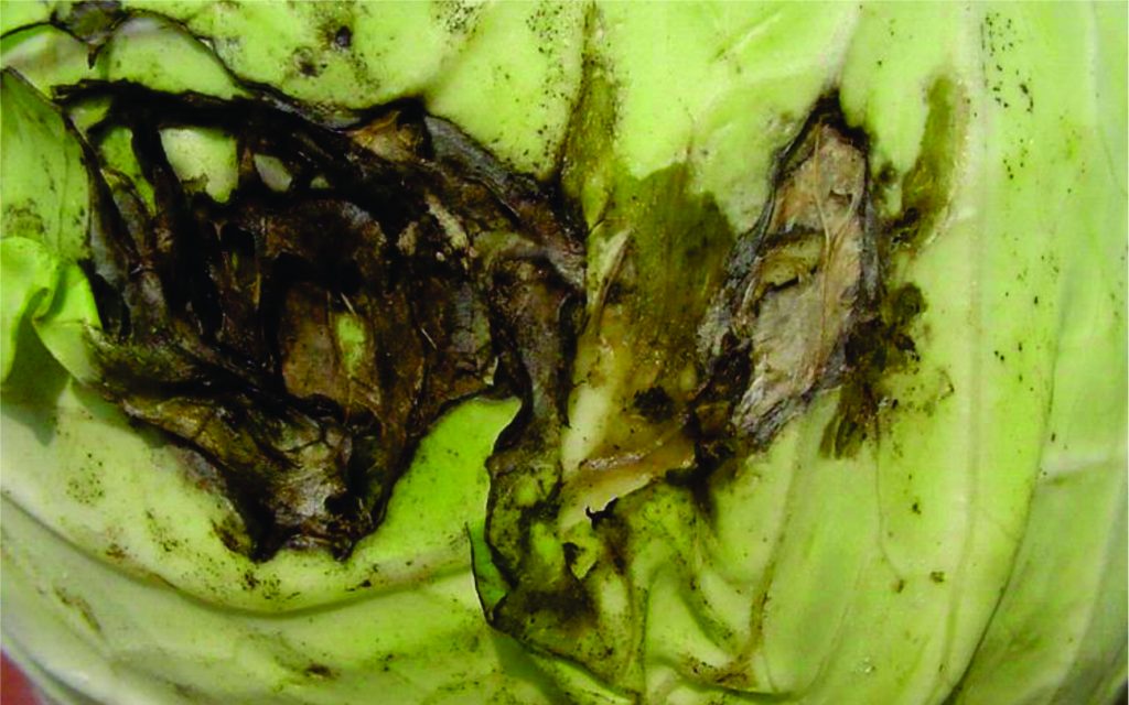 Kenali Hama dan Penyakit Penting Tanaman Kubis - DGW Fertilizer