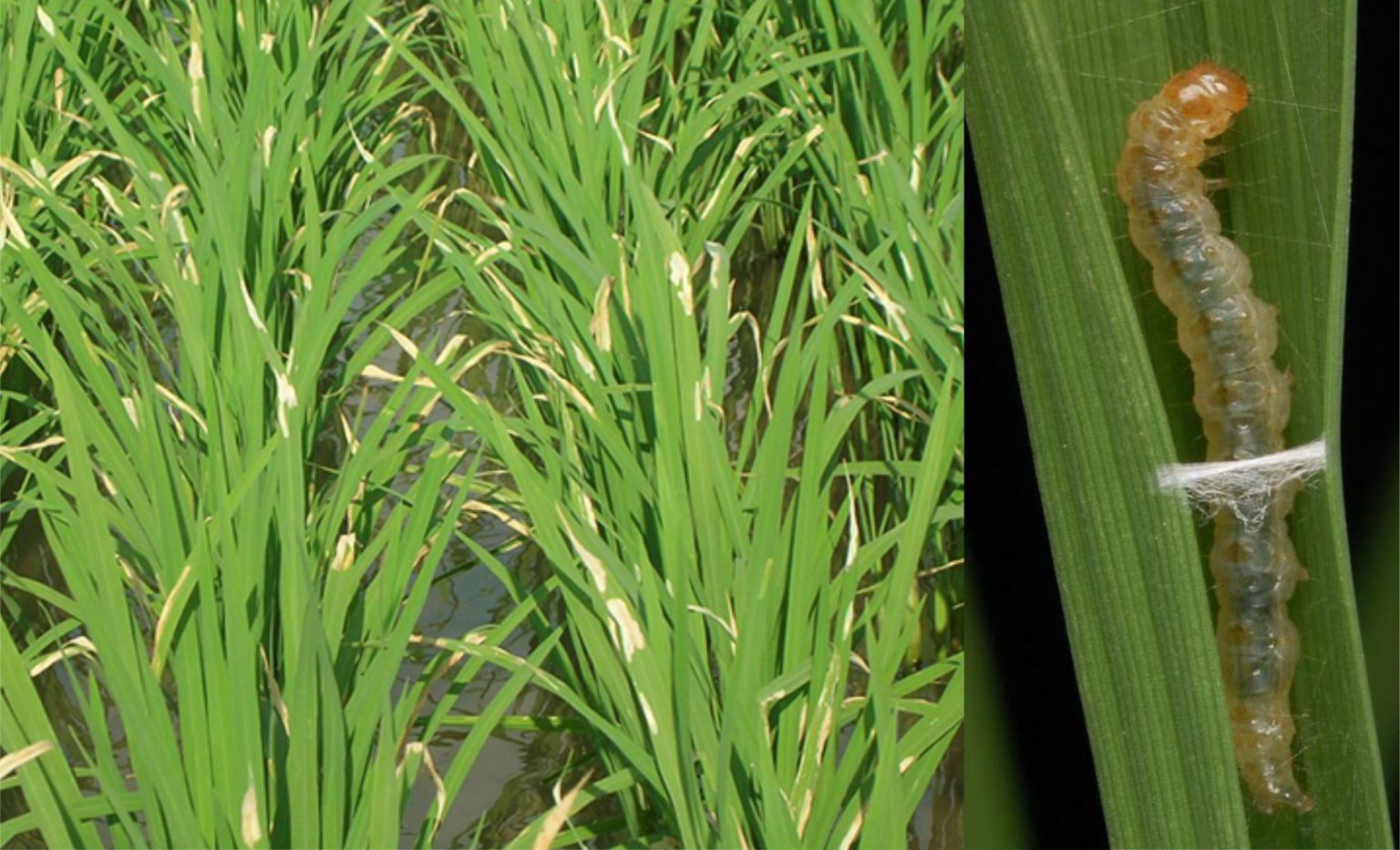 Pengendalian Hama dan Penyakit pada Tanaman Padi - DGW Fertilizer