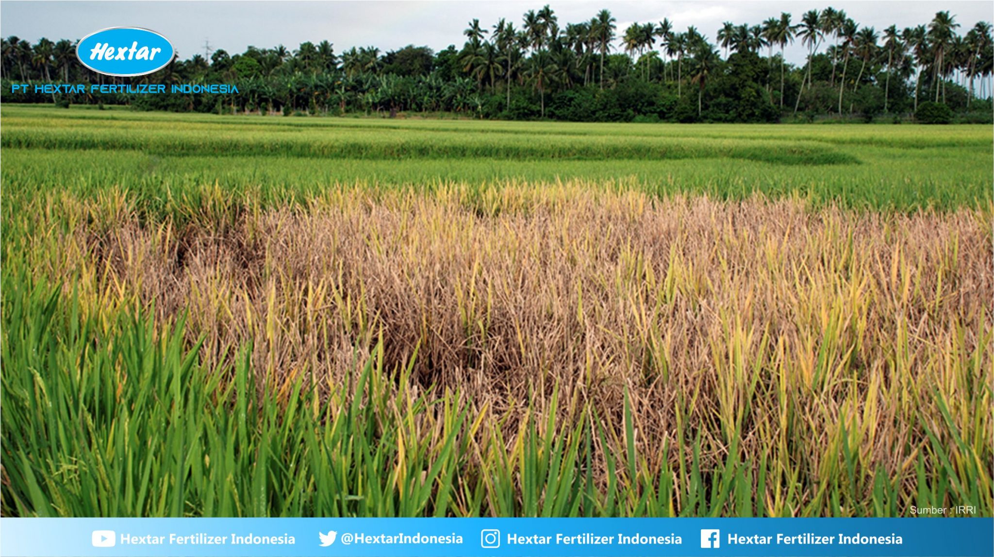 Pengendalian Hama dan Penyakit pada Tanaman Padi - DGW Fertilizer Pengendalian Hama dan Penyakit pada Tanaman Padi - DGW Fertilizer