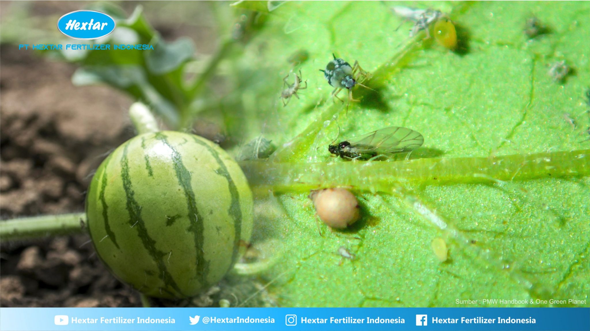 Mengenal Jenis Hama Kutu Pada Tanaman Semangka - DGW Fertilizer