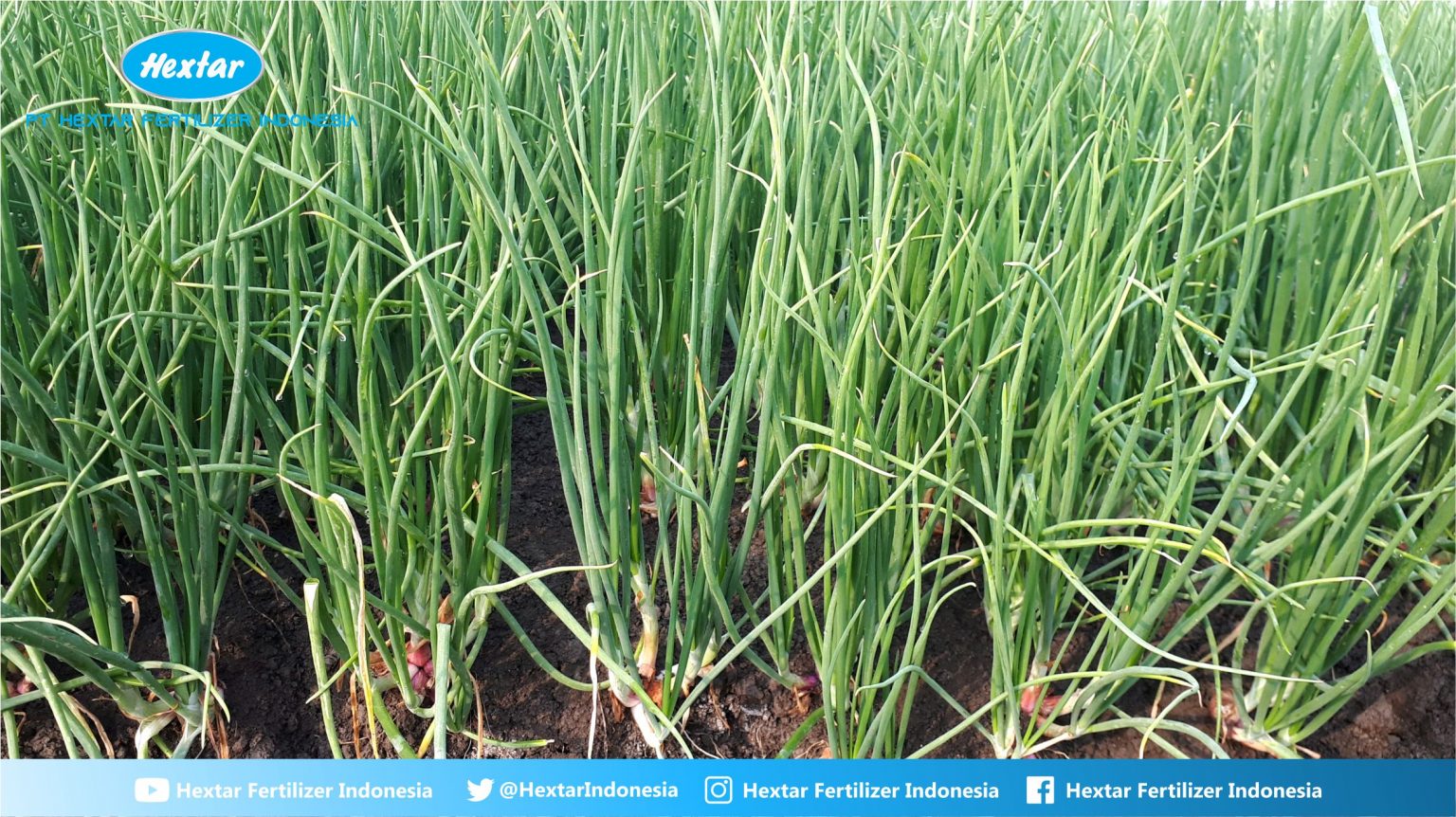 Pemupukan Tepat Tanaman Bawang Merah untuk Hasil Panen Melimpah - DGW ...