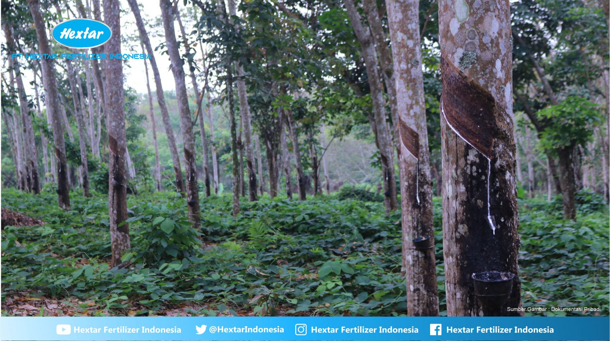 Penyakit Penting Tanaman Karet dan Pengendaliannya - DGW Fertilizer
