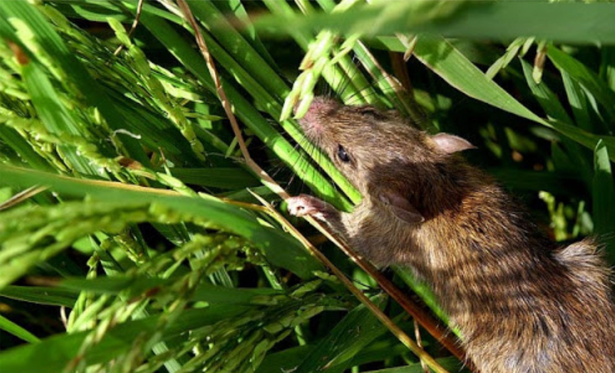 Pengendalian Hama dan Penyakit pada Tanaman Padi - DGW Fertilizer