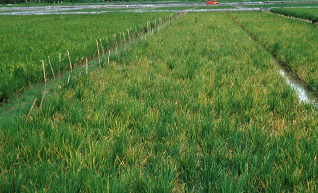 Pengendalian Hama dan Penyakit pada Tanaman Padi - DGW Fertilizer
