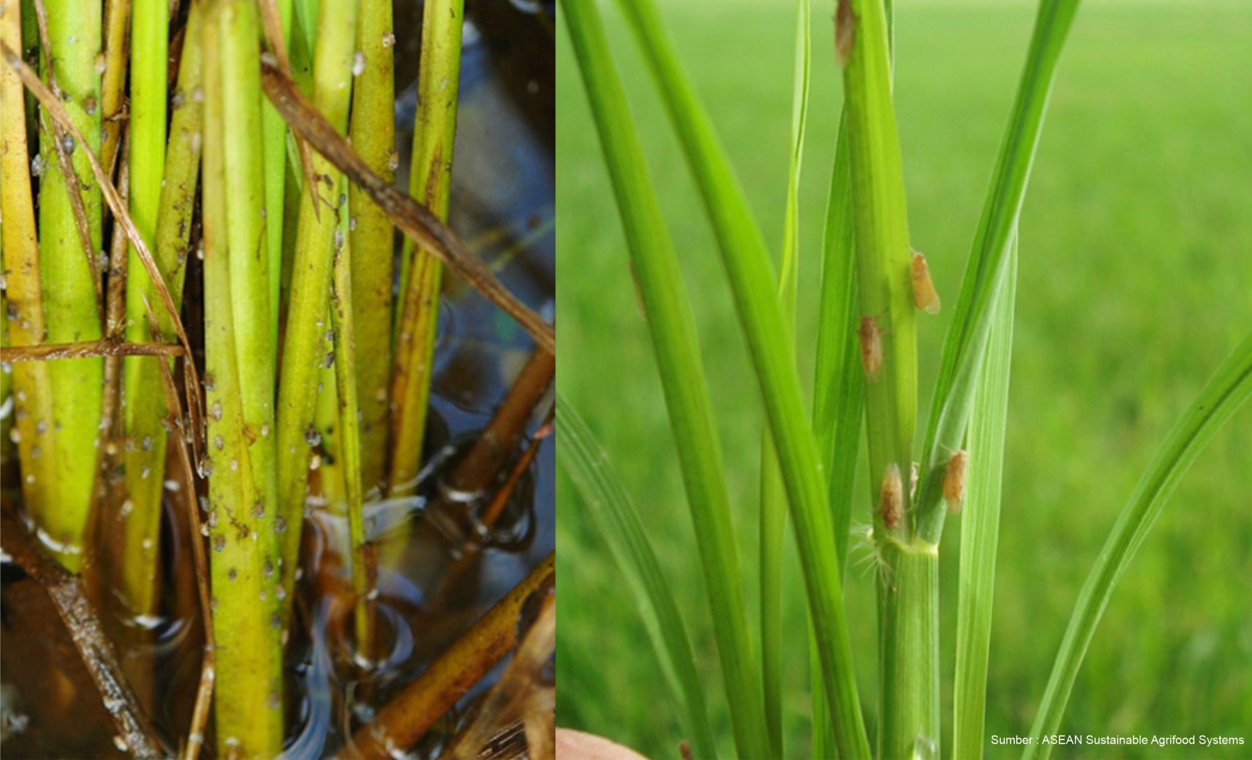 3 Jenis Hama Wereng Pada Tanaman Padi dan Cara Pengendaliannya - DGW ...