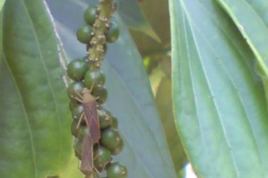 Mengenal Dasynus Piperis, Hama Kepik Penghisap Buah Lada - DGW Fertilizer