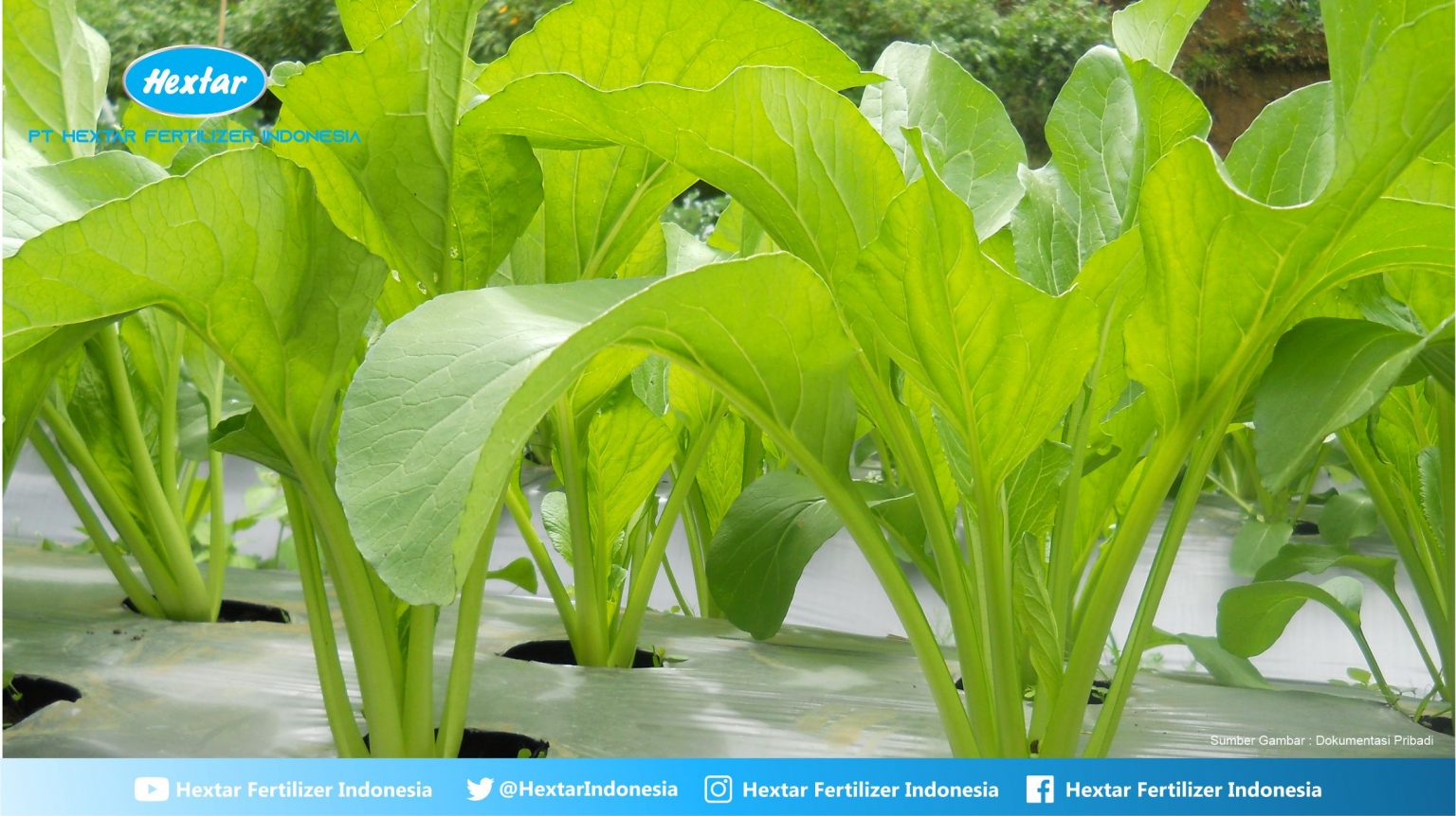 HAMA DAN PENYAKIT PENTING TANAMAN SAWI - DGW Fertilizer