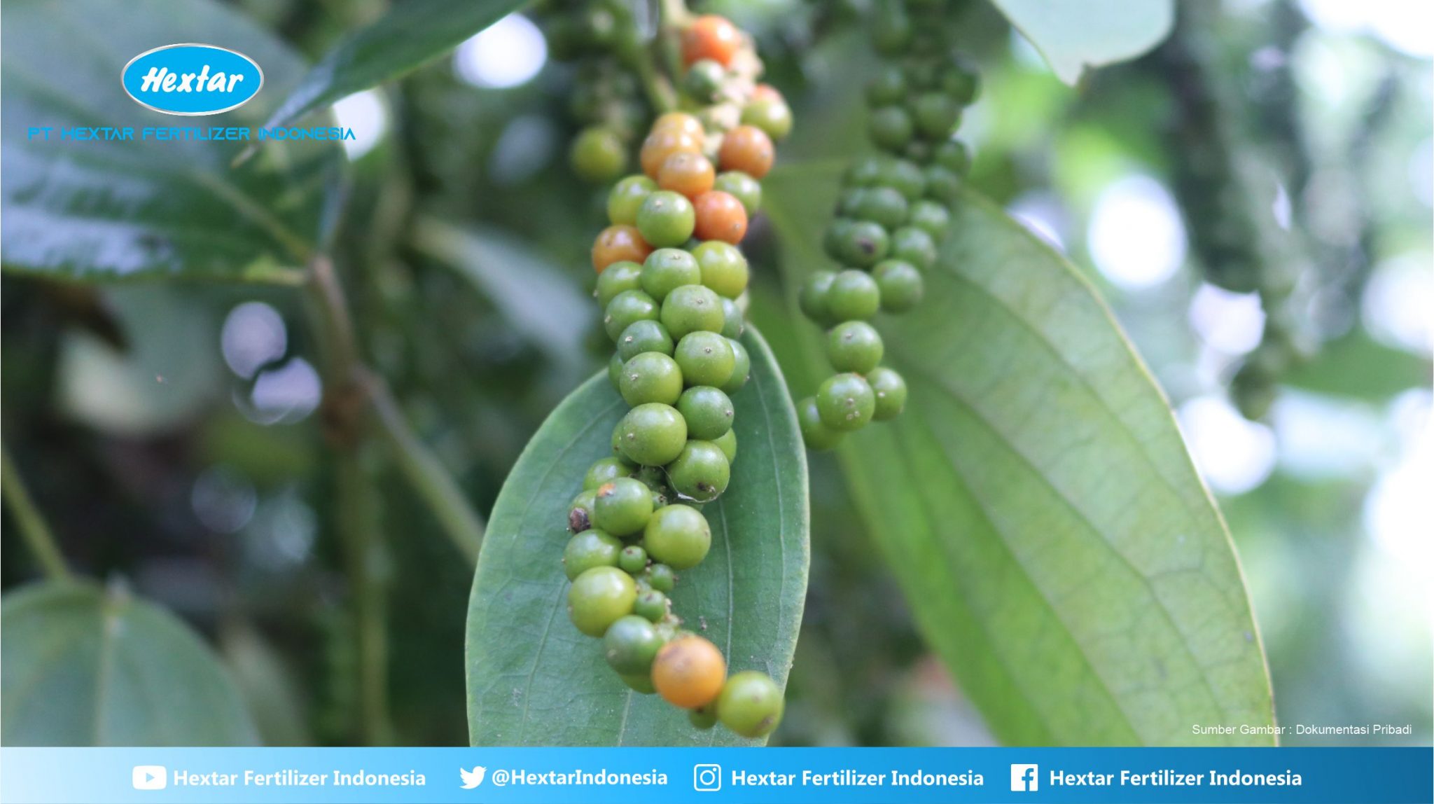 Mengenal Dasynus Piperis, Hama Kepik Penghisap Buah Lada - DGW Fertilizer