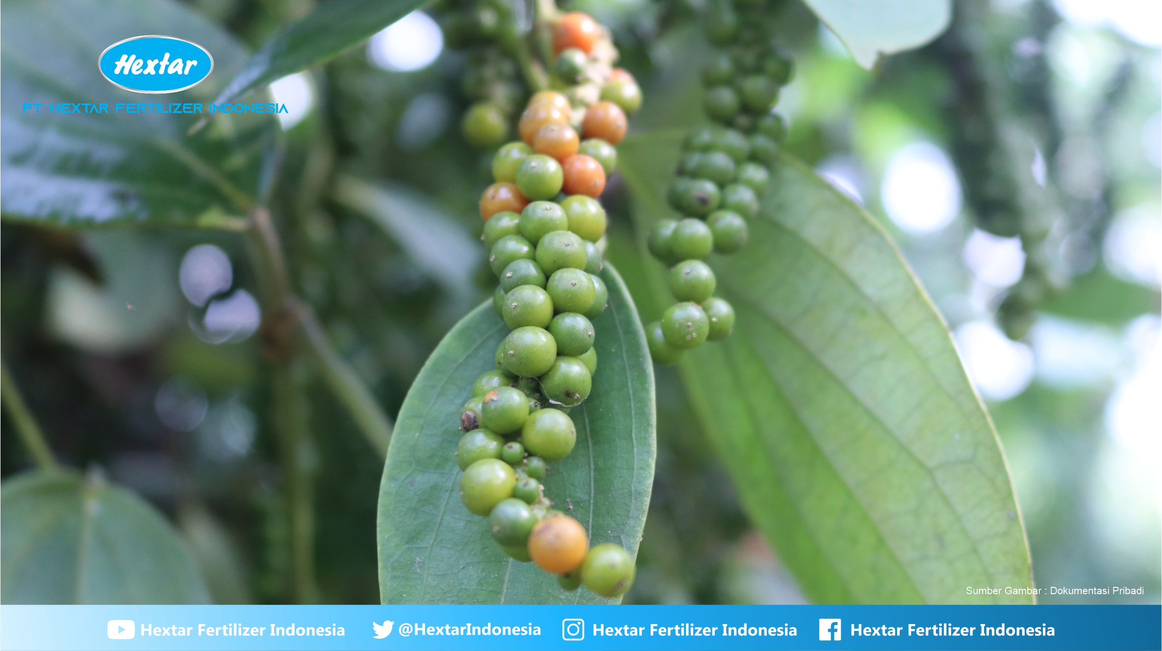 Mengenal Dasynus Piperis, Hama Kepik Penghisap Buah Lada - DGW Fertilizer