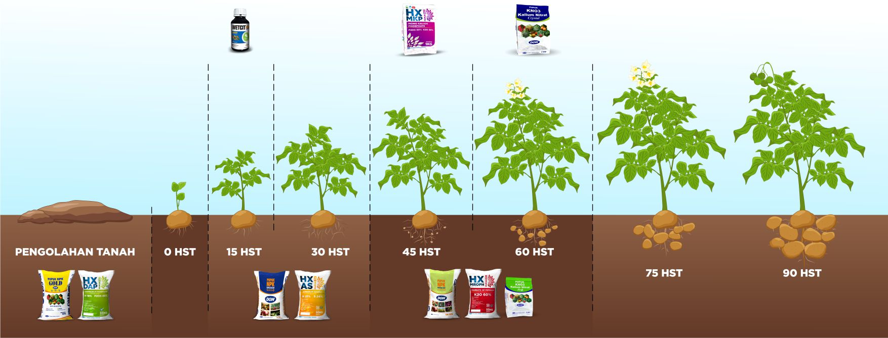 Program Pemupukan Tanaman Kentang - DGW Fertilizer