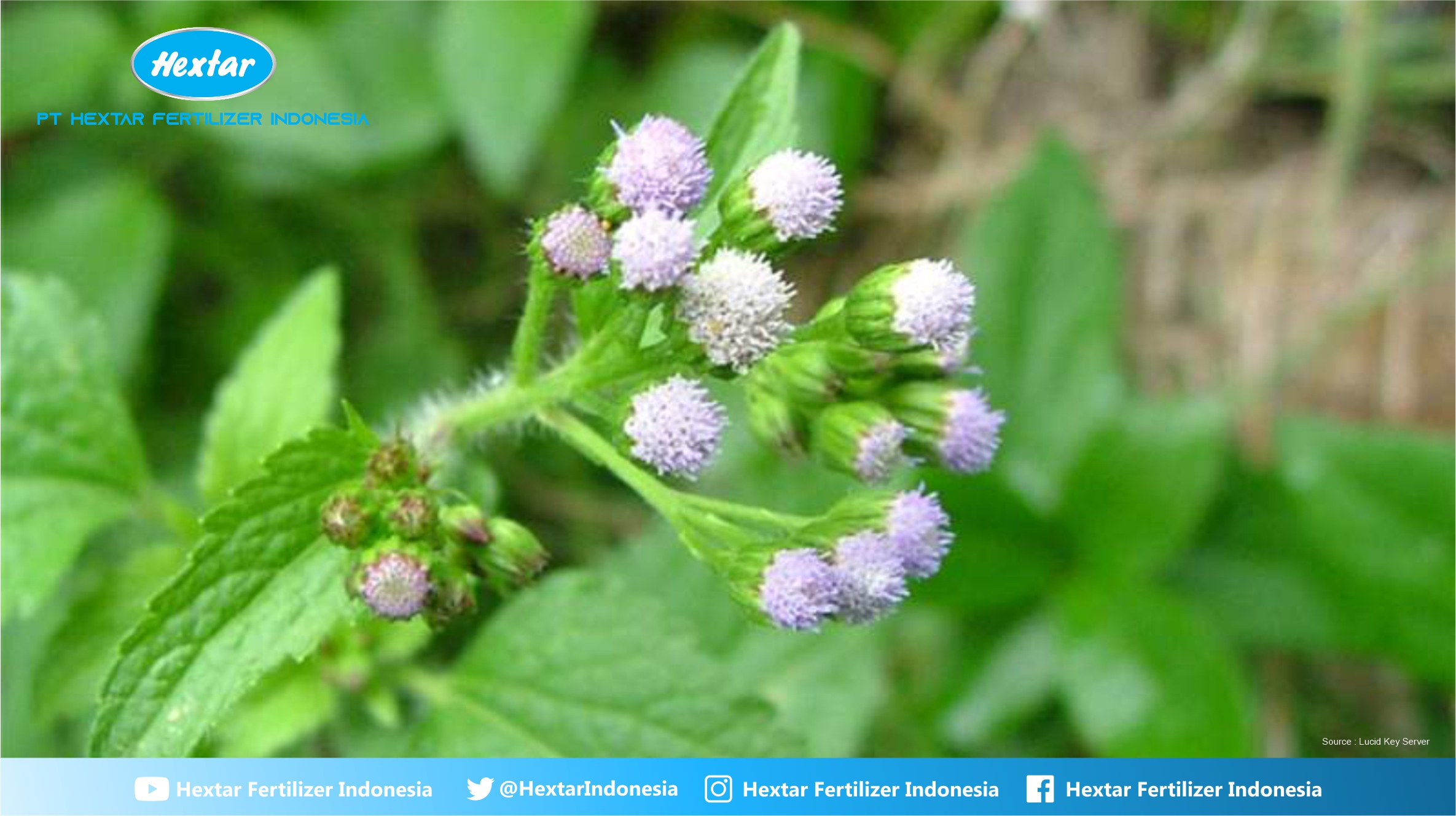 Jenis-Jenis Gulma di Lahan Pertanian dan Cara Pengendaliannya - DGW ...