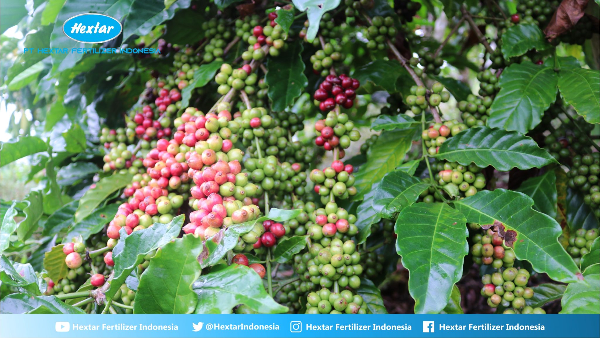 Pemupukan Tanaman Kopi yang Tepat dan Berimbang untuk Hasil Panen yang ... Pemupukan Tanaman Kopi yang Tepat dan Berimbang untuk Hasil Panen yang ...