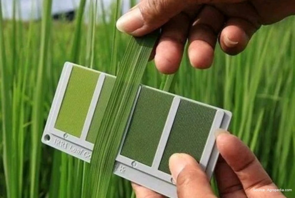 Mengenal Bagan Warna Daun : Alat Pengukur Efisiensi Penggunaan Pupuk N ...