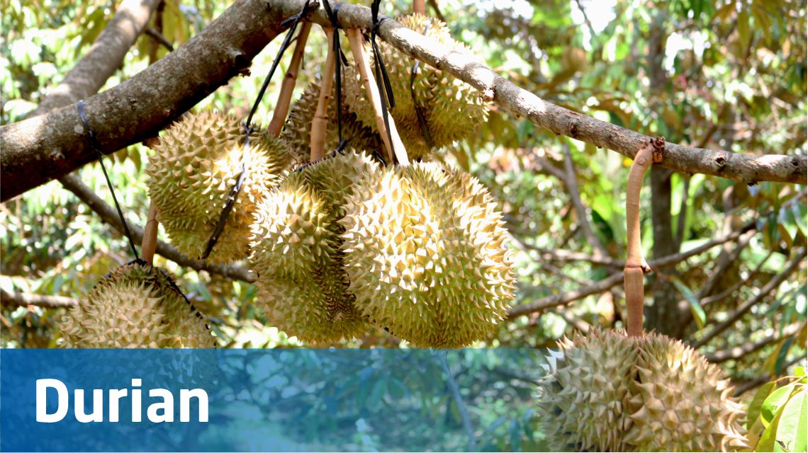 BUAH-BUAHAN - DGW Fertilizer