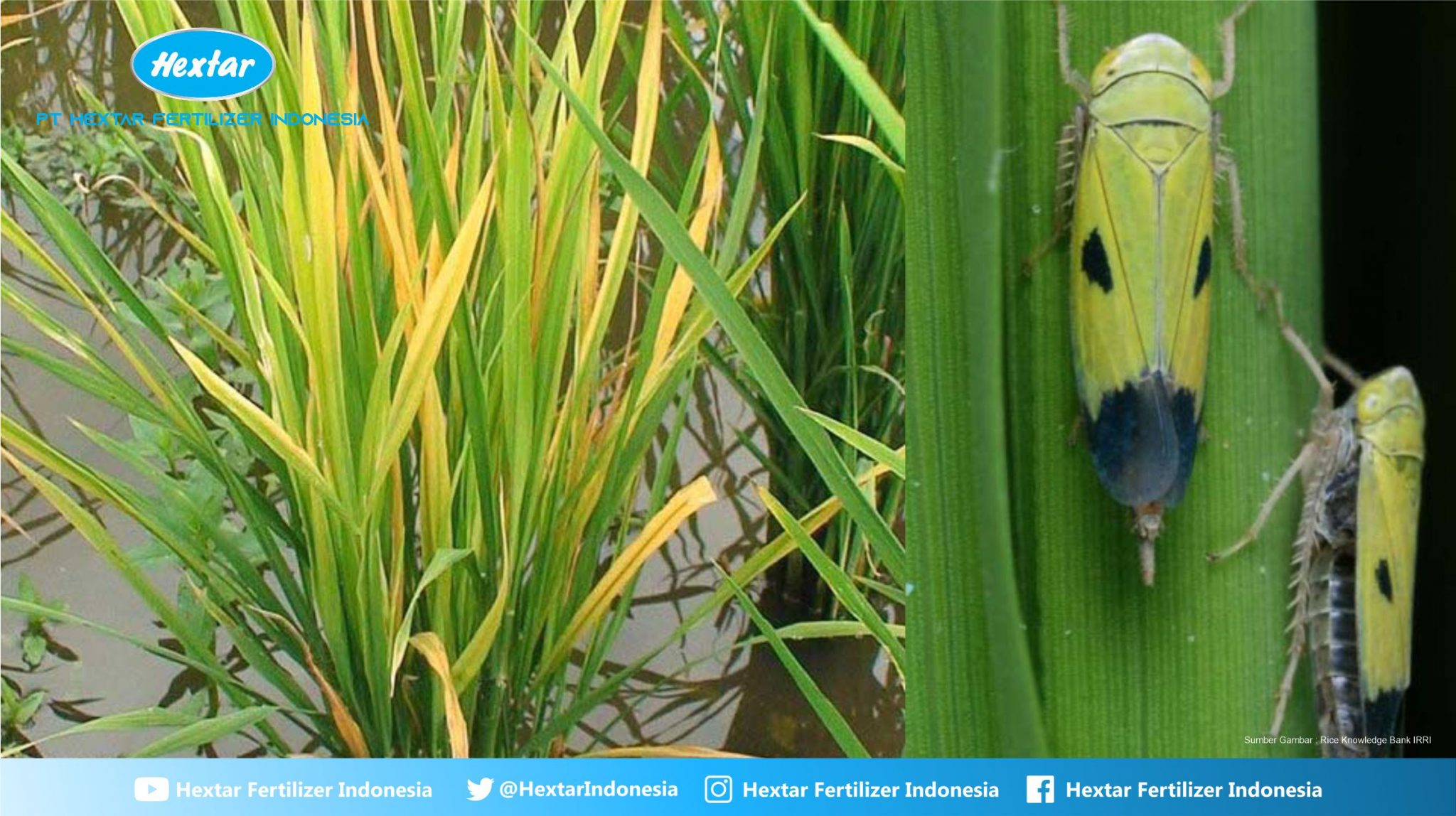 3 Jenis Hama Wereng Pada Tanaman Padi dan Cara Pengendaliannya - DGW ...