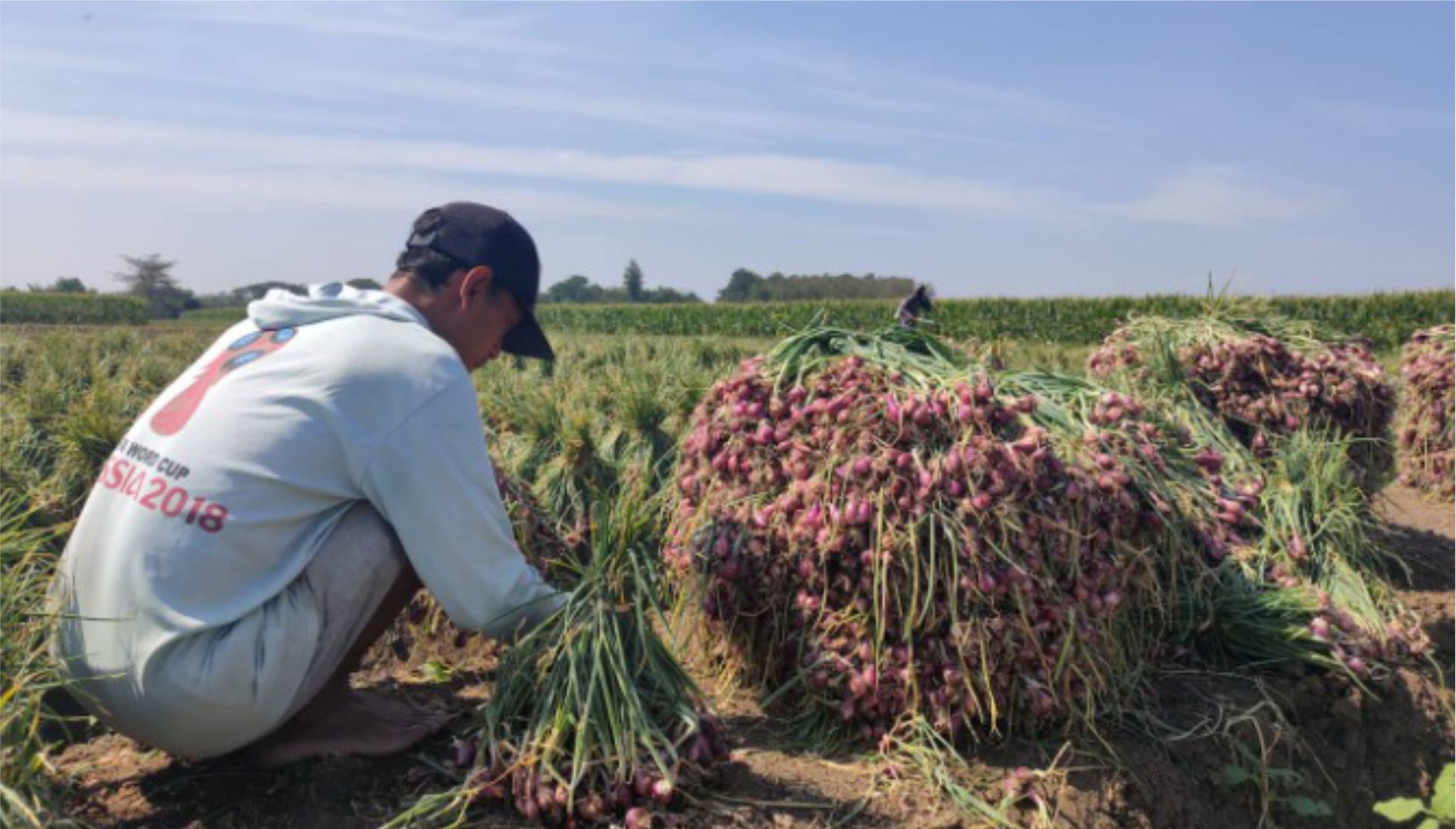 DEMPLOT TANAMAN BAWANG MERAH DI CIREBON - DGW Fertilizer