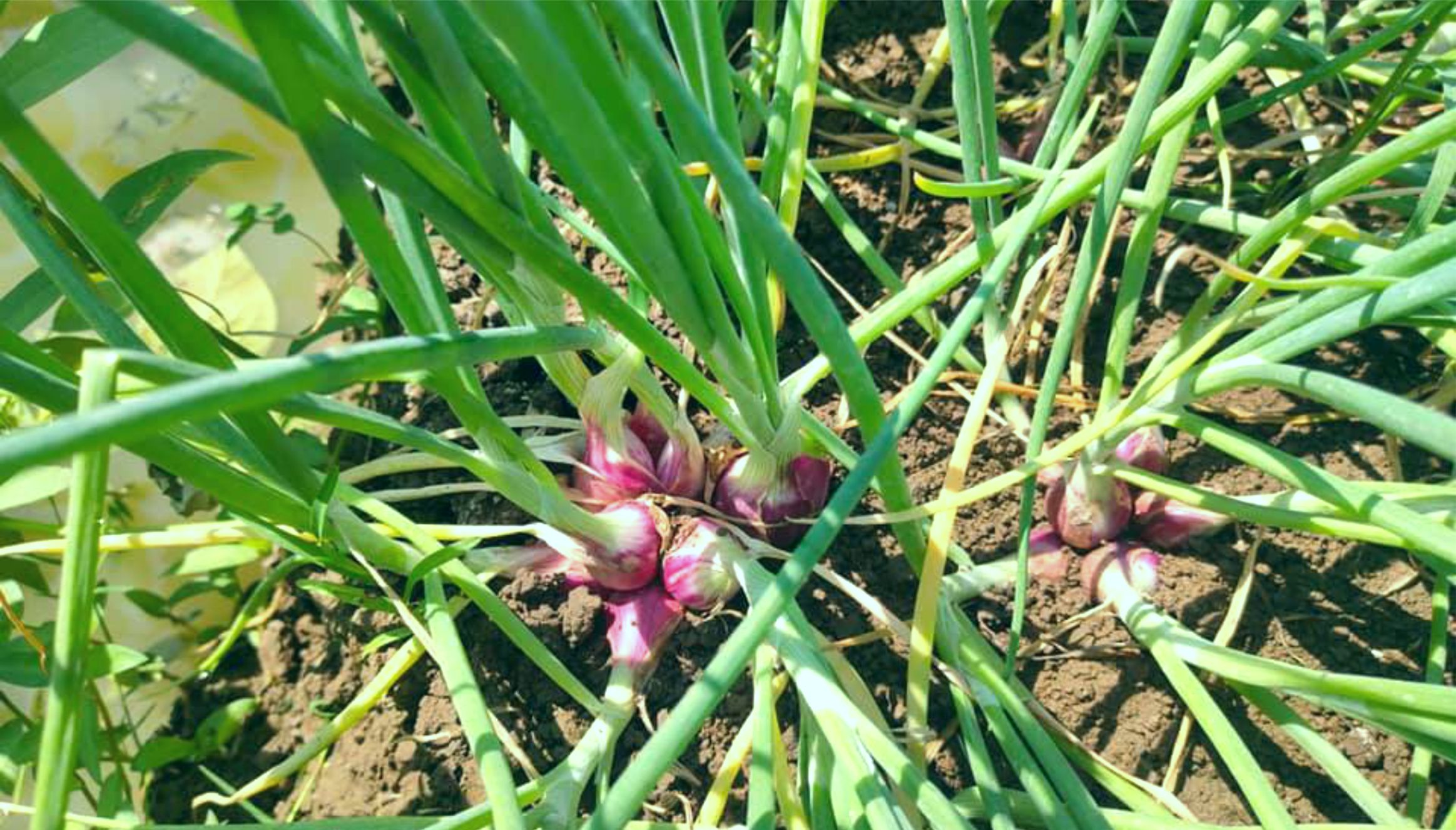 DEMPLOT TANAMAN BAWANG MERAH DI CIREBON - DGW Fertilizer