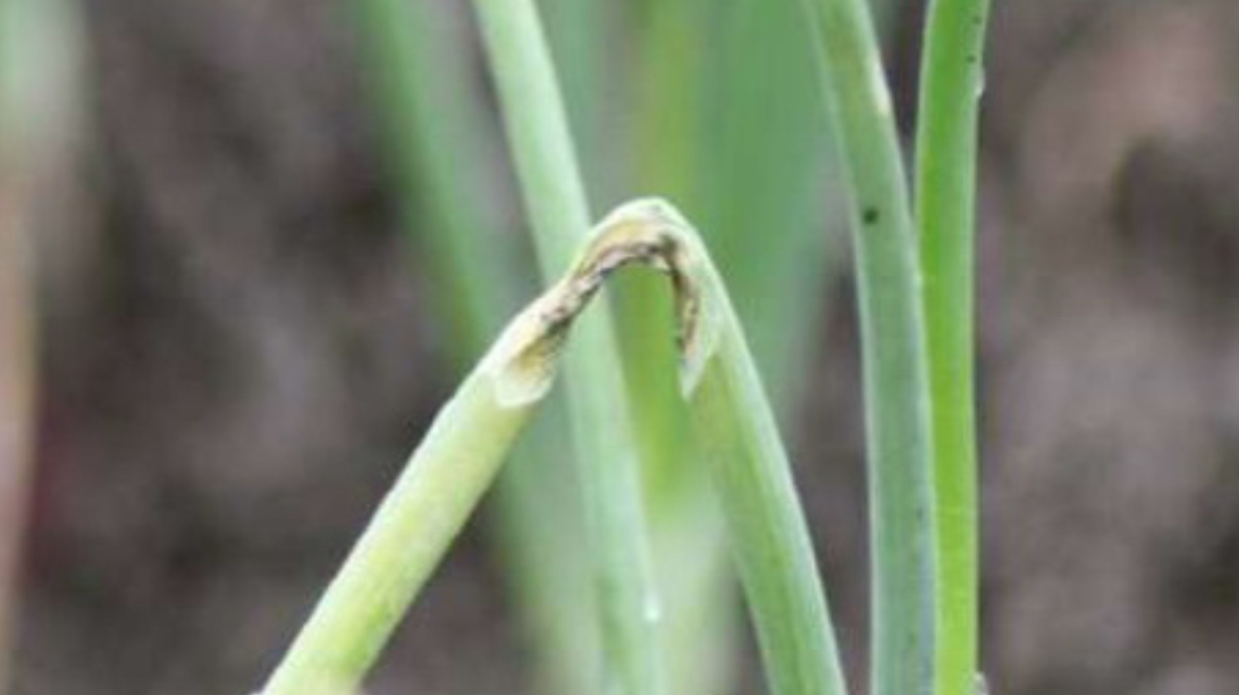 Perlu Di Waspadai! Hama dan Penyakit Utama yang Menyerang Tanaman ...