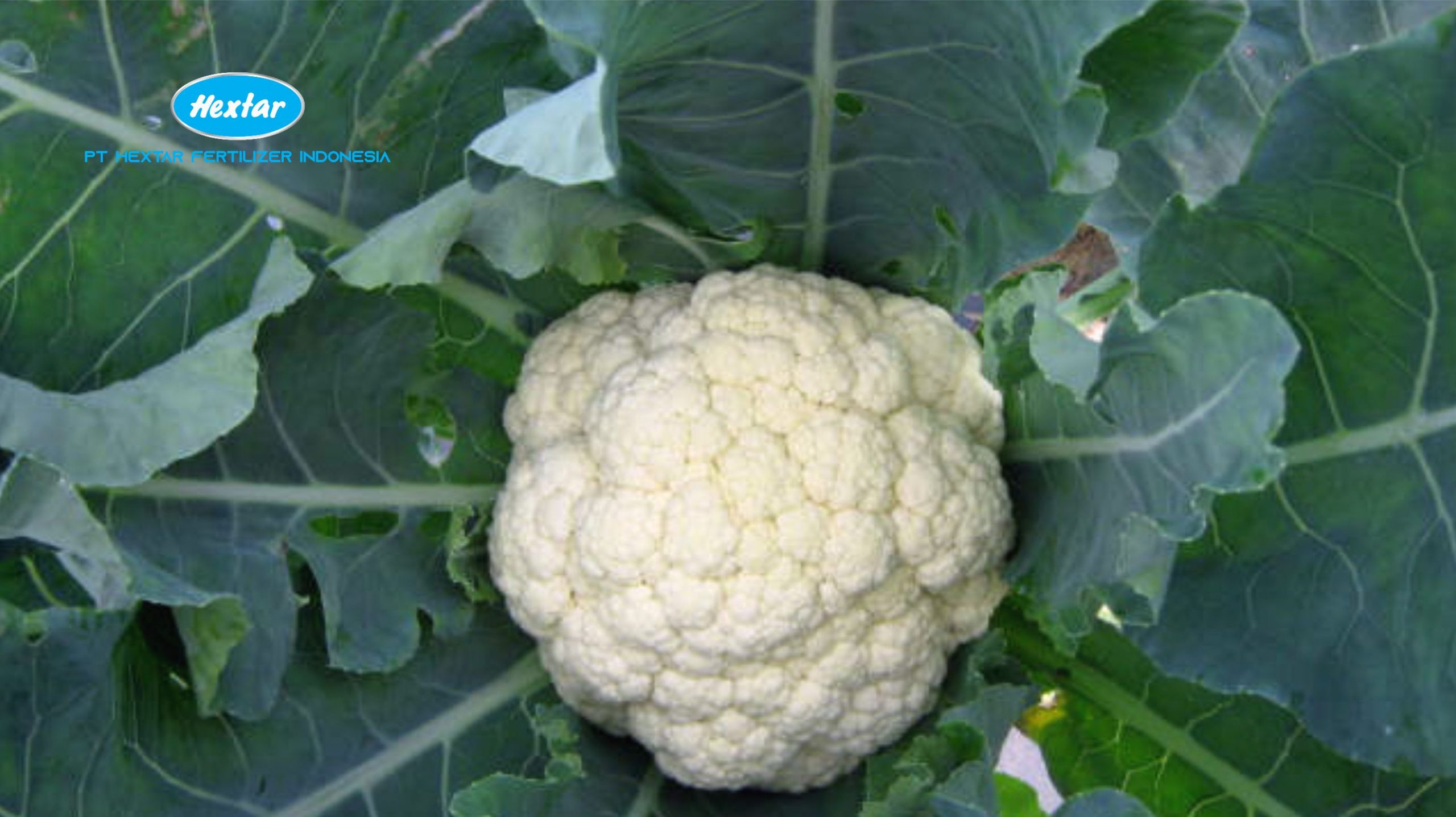 Panduan Lengkap! Cara Pemupukan Tanaman Bunga Kol Agar Hasil Panen ...
