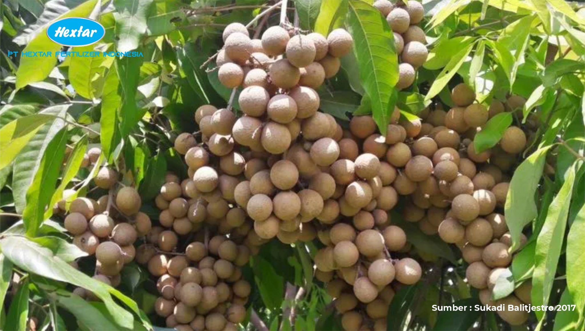 Ingin Tanaman Lengkeng Berbuah Lebat? Lakukan Cara Pemupukan yang Tepat ...