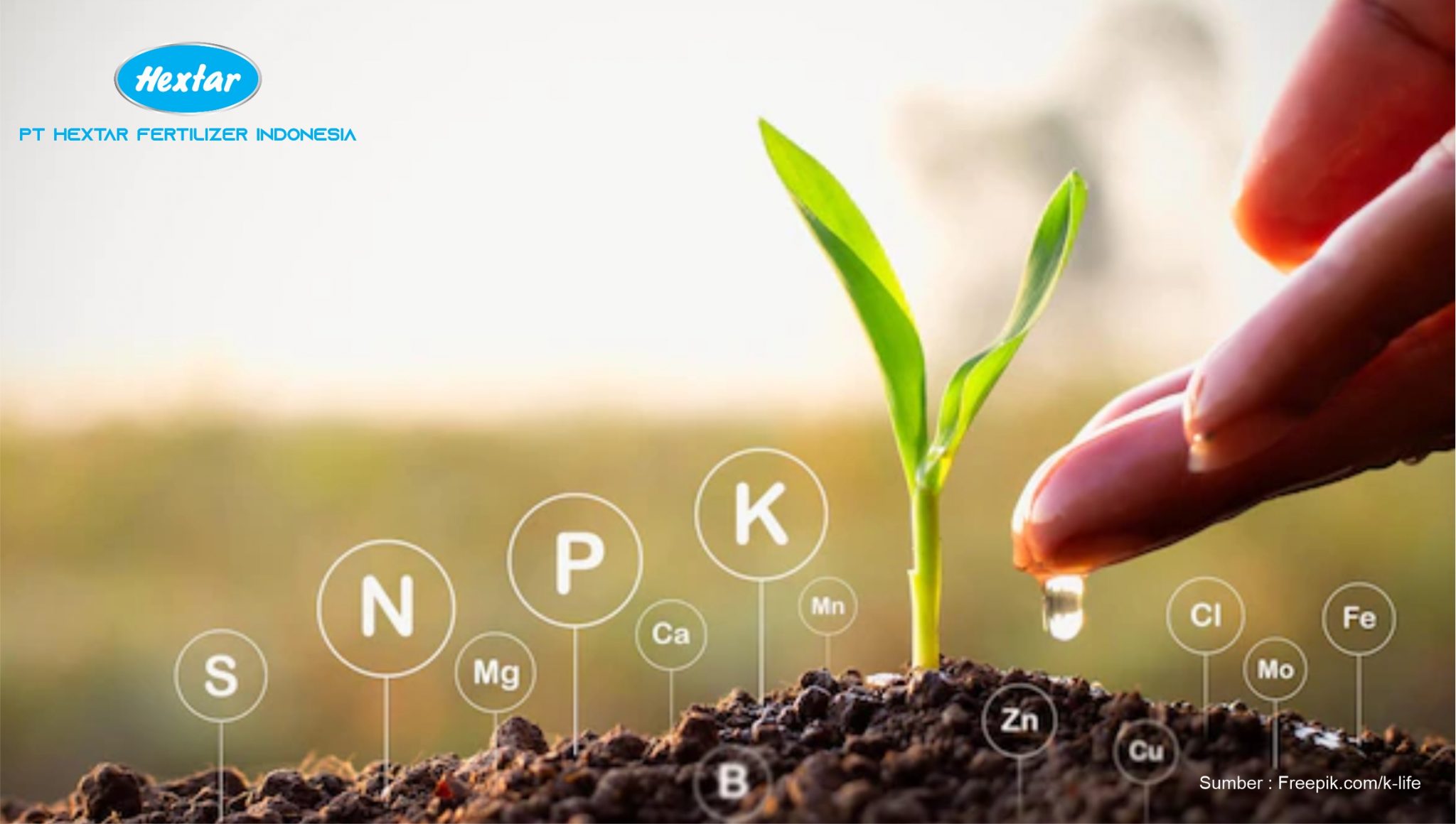 TANAMAN LEBIH SEHAT DENGAN APLIKASI PUPUK MIKRO! - DGW Fertilizer