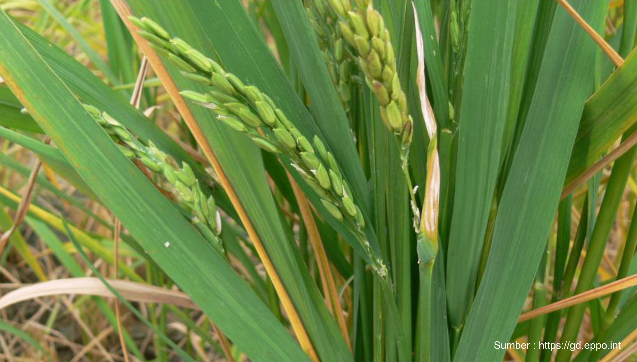 White Tip, Penyakit Pucuk Putih pada Tanaman Padi - DGW Fertilizer