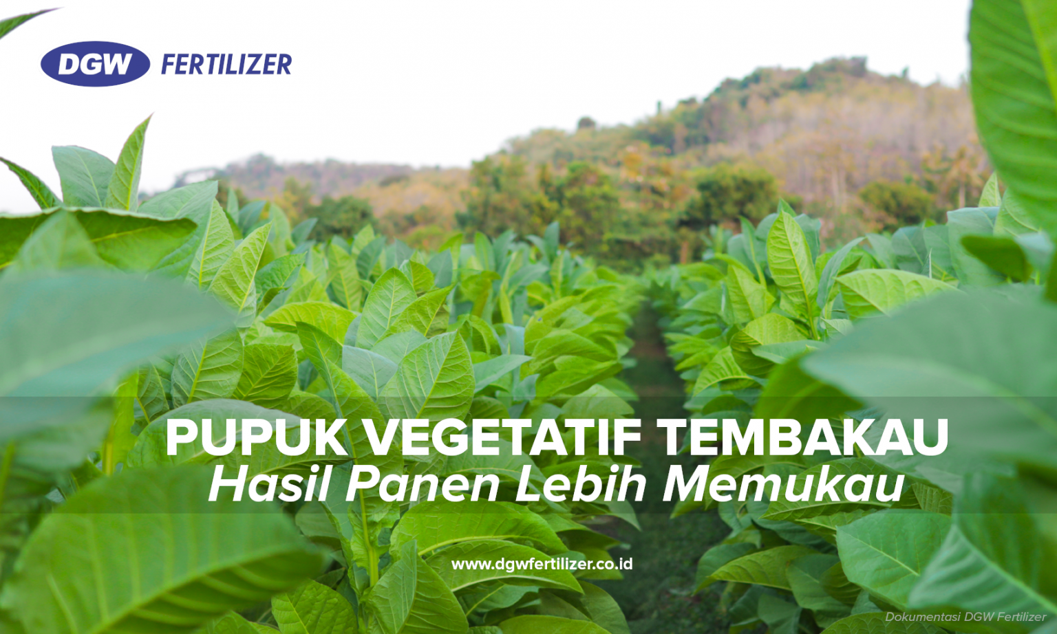 Pupuk Vegetatif Tembakau, Hasil Panen Lebih Memukau - DGW Fertilizer