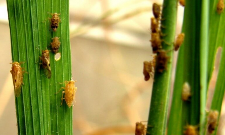 Waspadai! 3 Hama Utama yang Menyerang Tanaman Padi - DGW Fertilizer