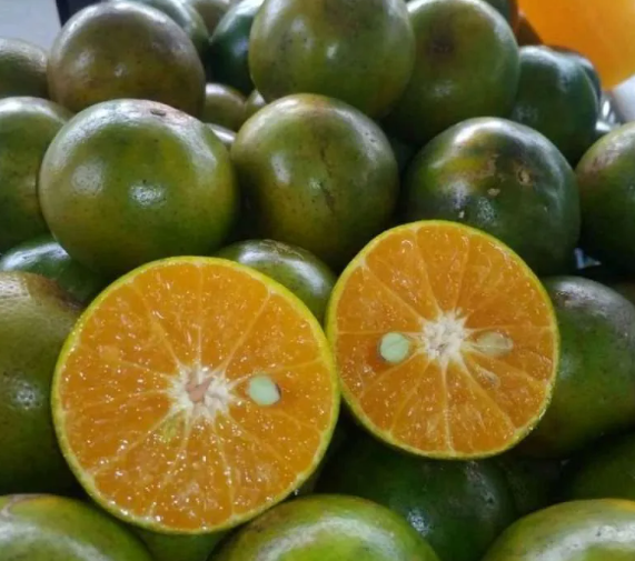 Mengulas Jeruk Siam Pontianak VS Jeruk Siam Madu, Mana Lebih Baik ...