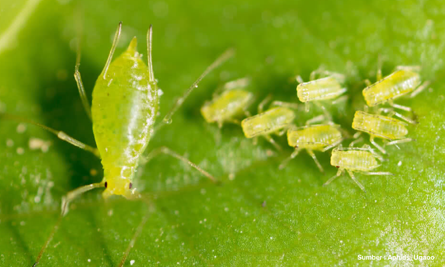 Waspadai 3 Jenis Hama Penting yang Menyerang Tanaman pada Musim Kemarau ...