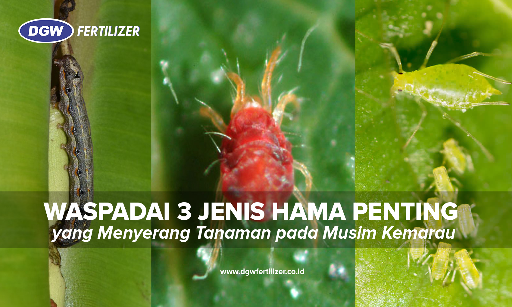 Waspadai 3 Jenis Hama Penting yang Menyerang Tanaman pada Musim Kemarau ...