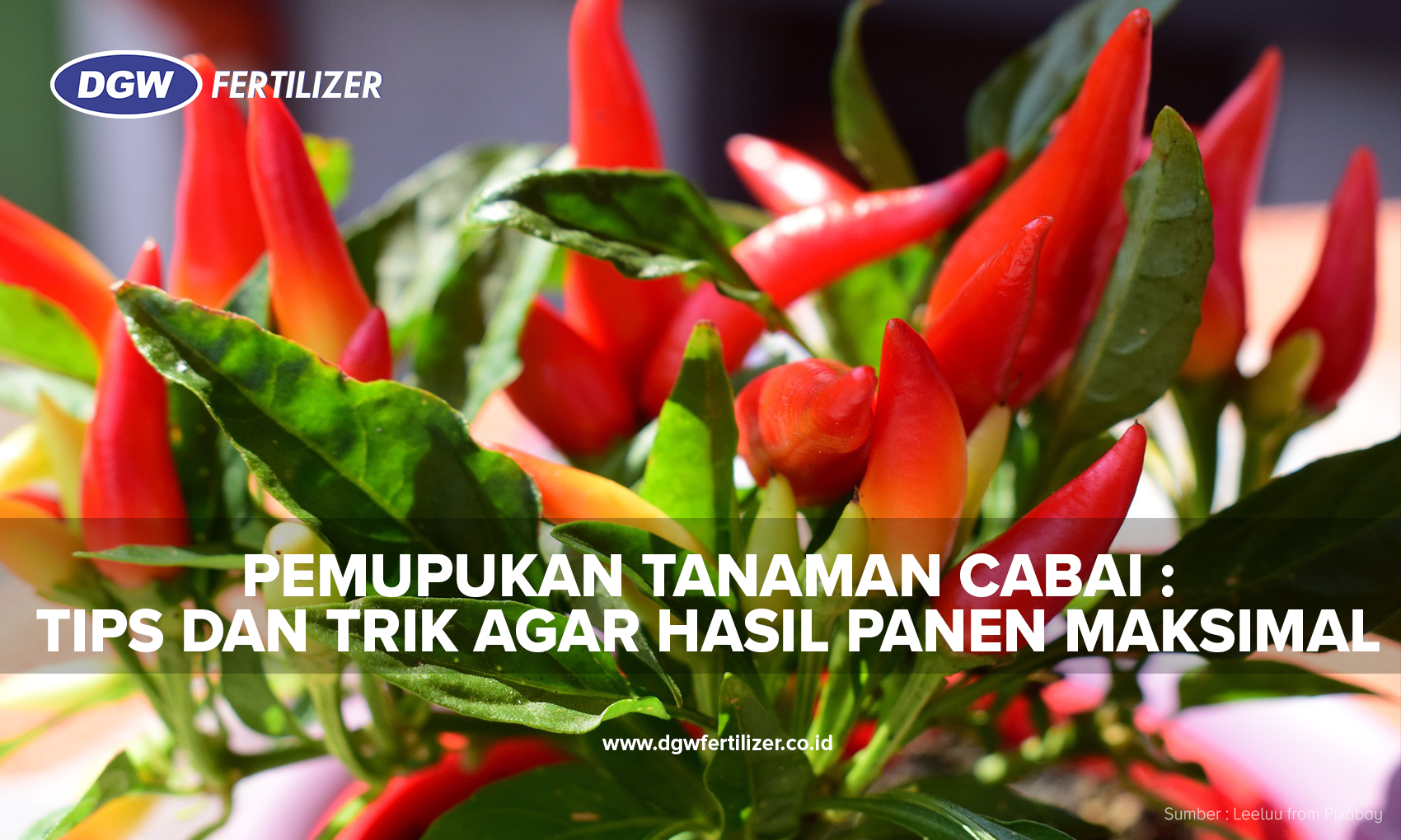 Pemupukan Tanaman Cabai : Tips dan Trik agar Hasil Panen Maksimal - DGW ...