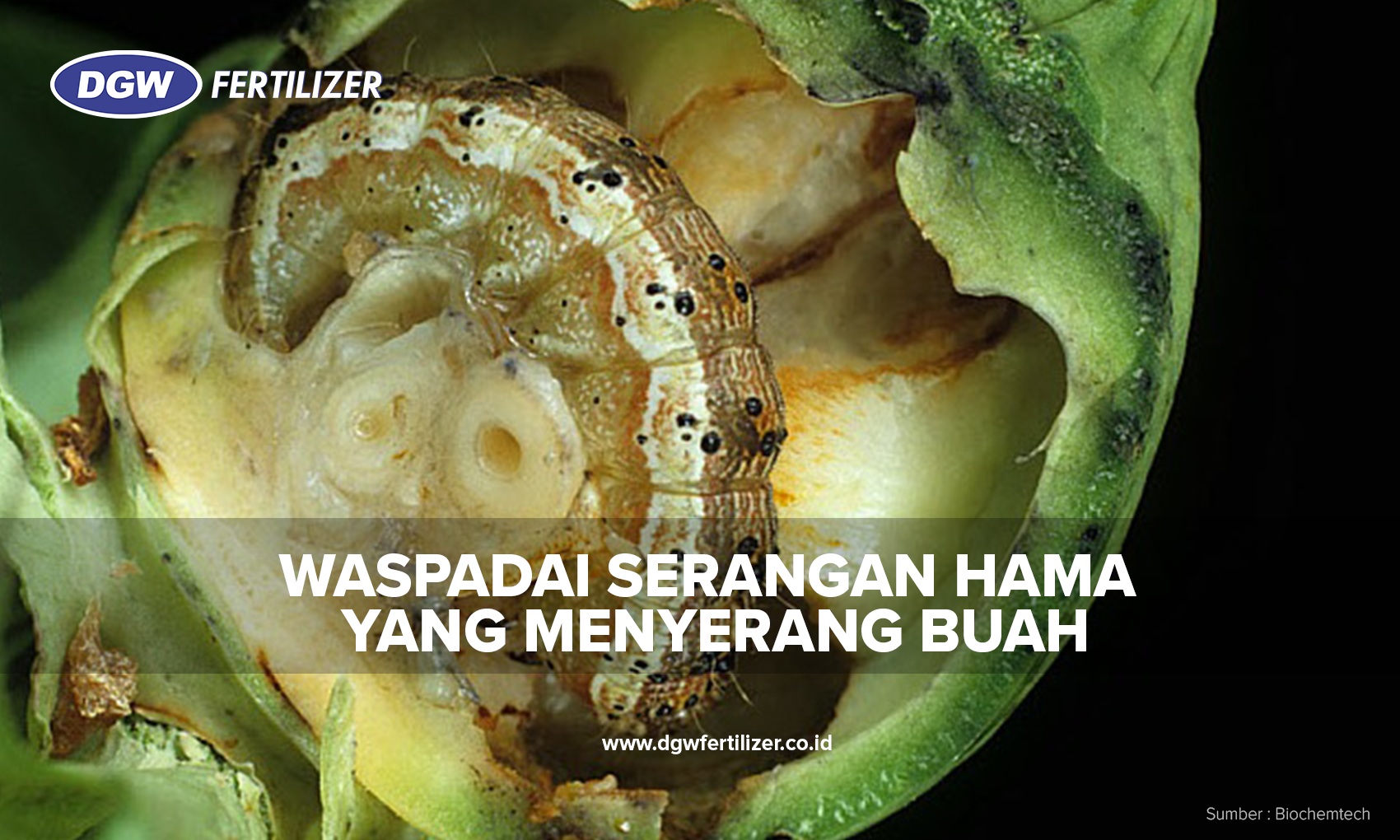 Waspadai Serangan Hama yang Menyerang Buah - DGW Fertilizer