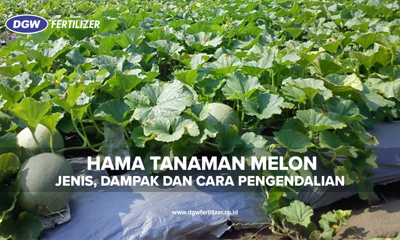 Hama Tanaman Melon : Jenis, Dampak dan Cara Pengendalian Efektif - DGW ...