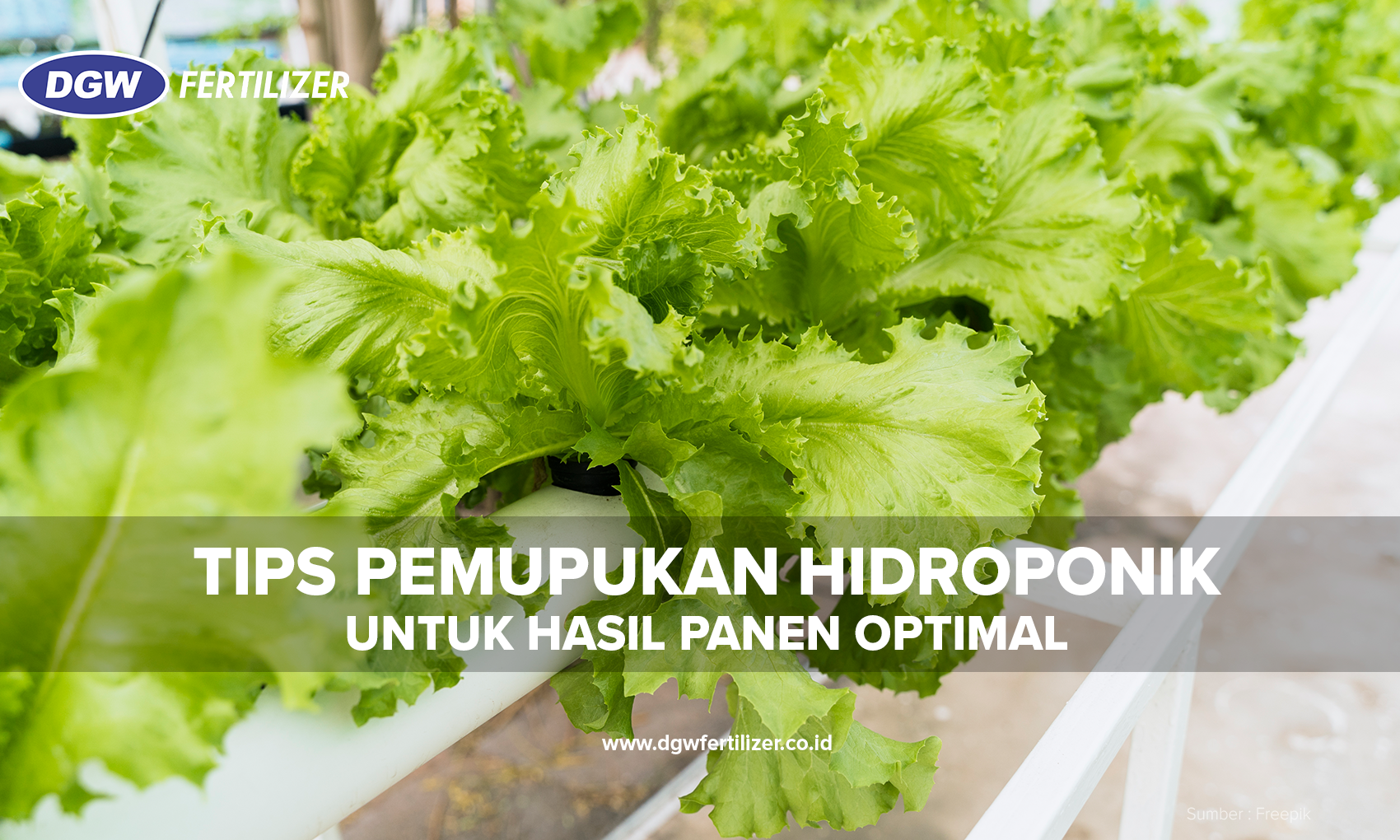 Tips Pemupukan Tanaman Hidroponik untuk Hasil Optimal - DGW Fertilizer