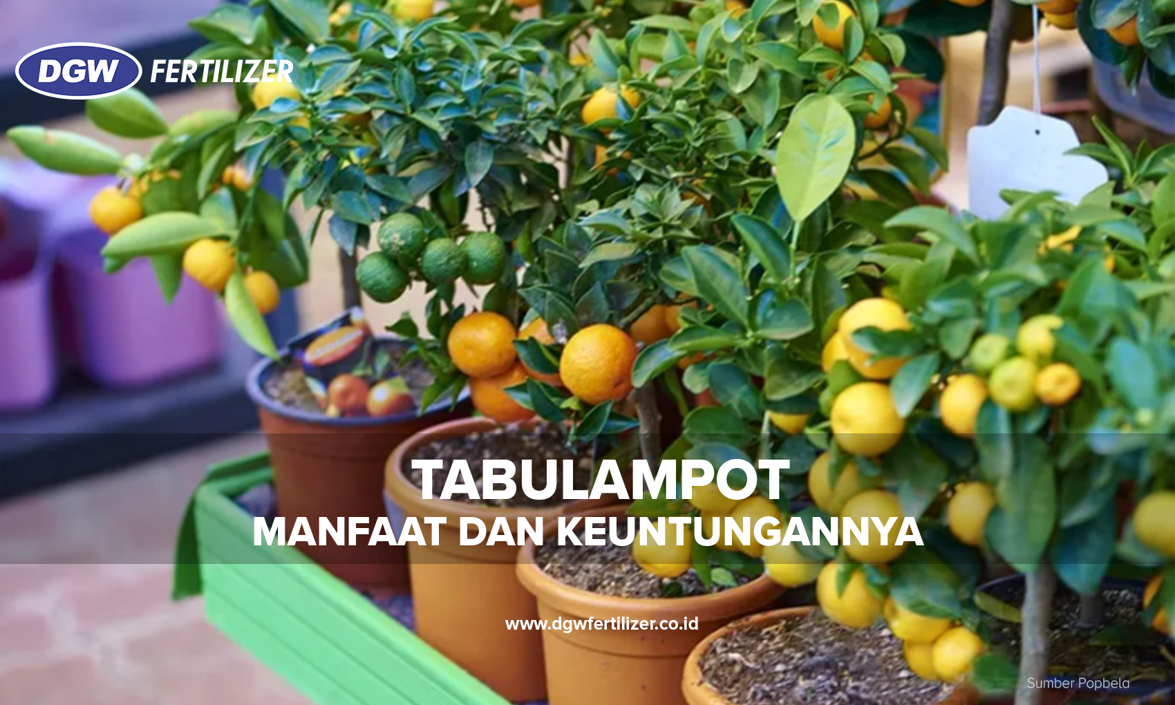 Manfaat dan Jenis Tanaman Tabulampot - DGW Fertilizer