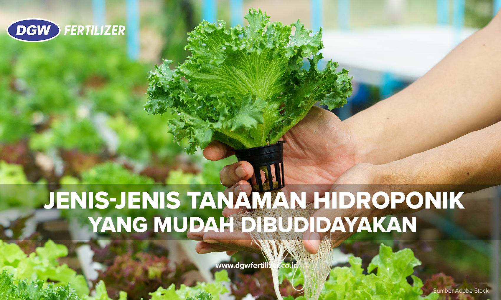 Jenis-Jenis Tanaman Hidroponik yang Mudah Dibudidayakan - DGW Fertilizer