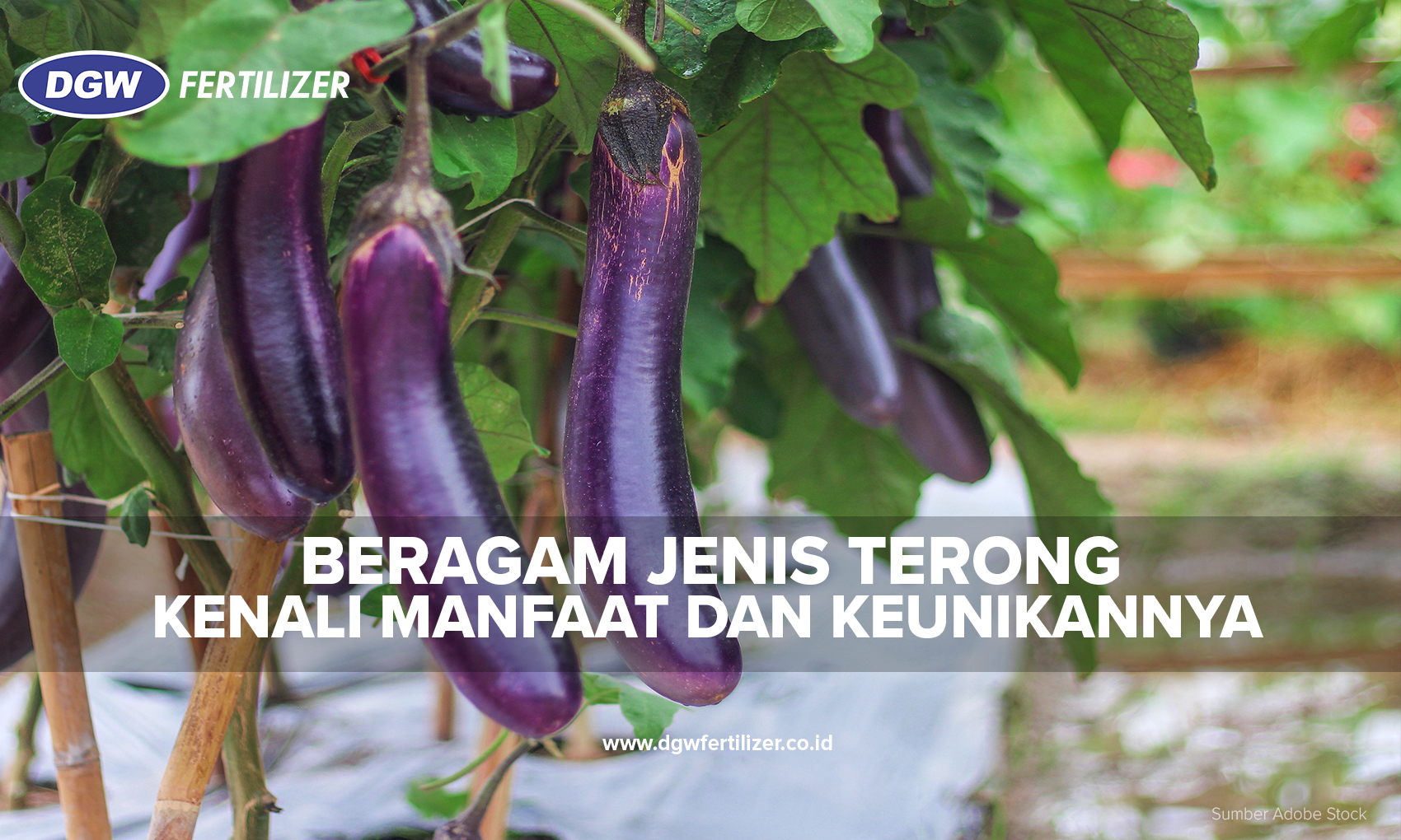 Beragam Jenis Terong : Kenali Manfaat dan Keunikannya - DGW Fertilizer
