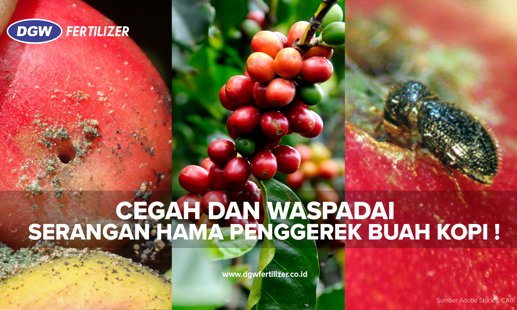 Cegah dan Waspadai Serangan Hama Penggerek Buah Kopi ! - DGW Fertilizer