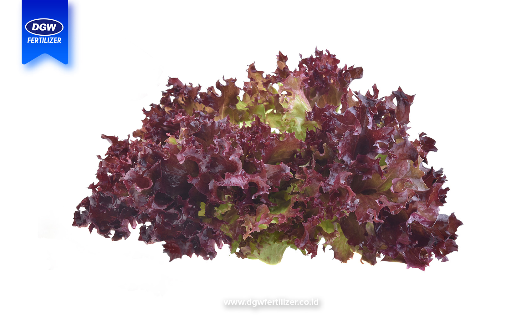 Kenali Beragam Jenis Selada: Sayuran Segar Favorit di Segala Hidangan ...