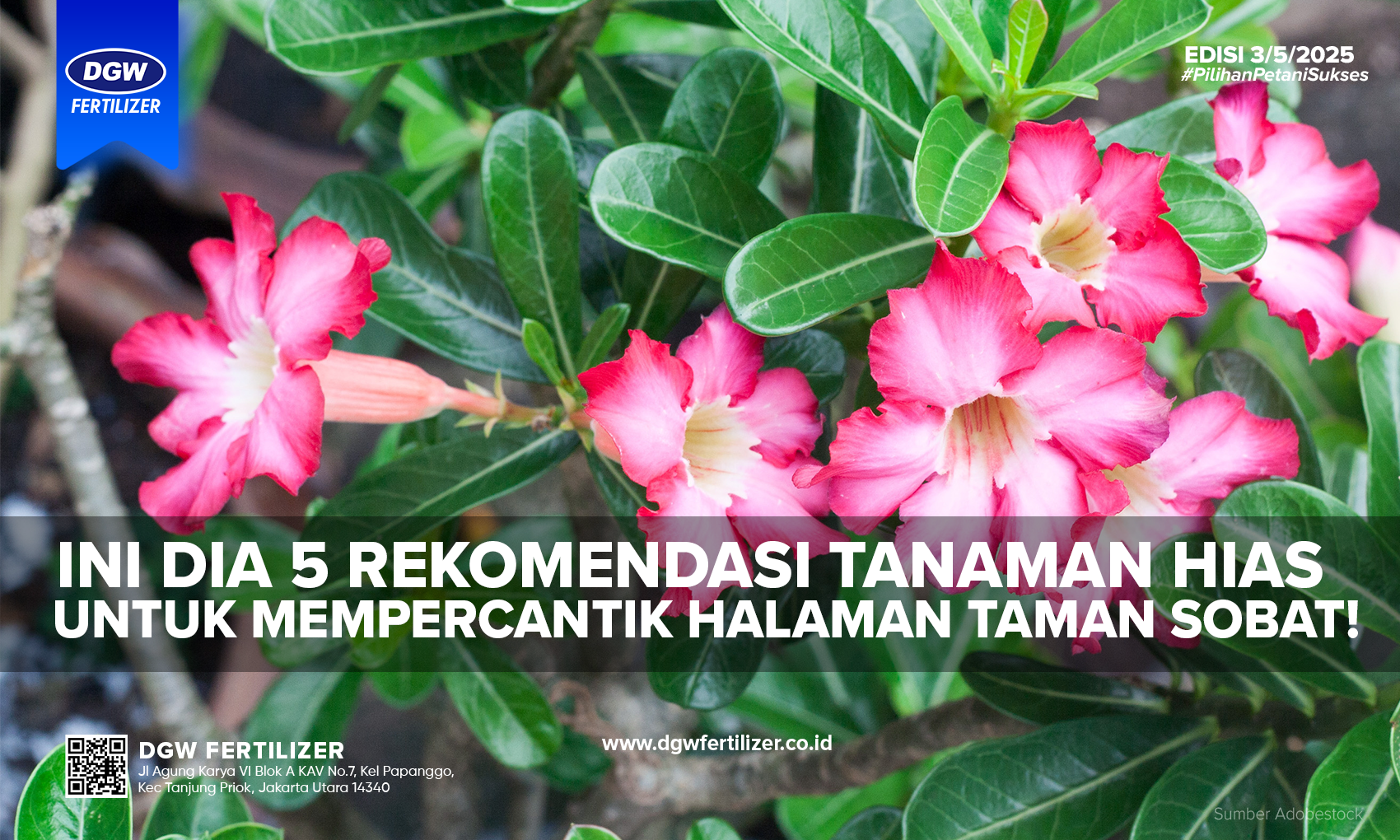 Ini Dia 5 Rekomendasi Tanaman Hias untuk Mempercantik Halaman Taman ...
