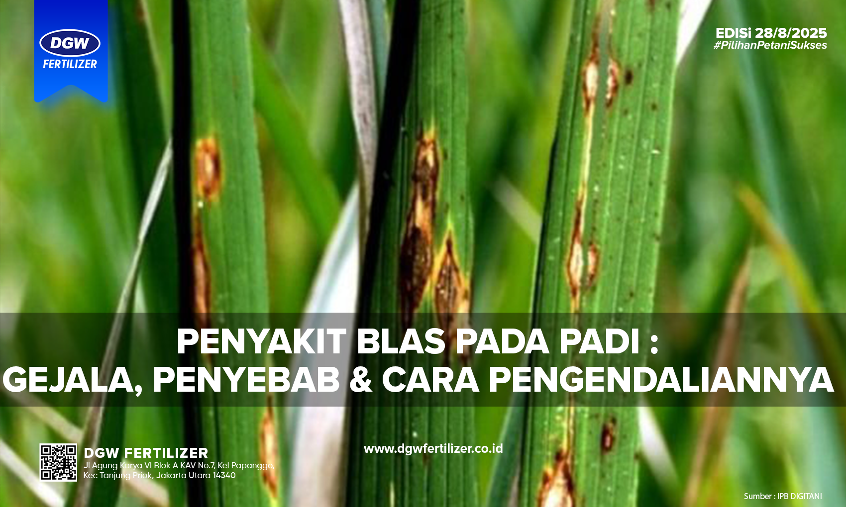 Penyakit Blas pada Padi : Gejala, Penyebab dan Cara Pengendaliannya ...