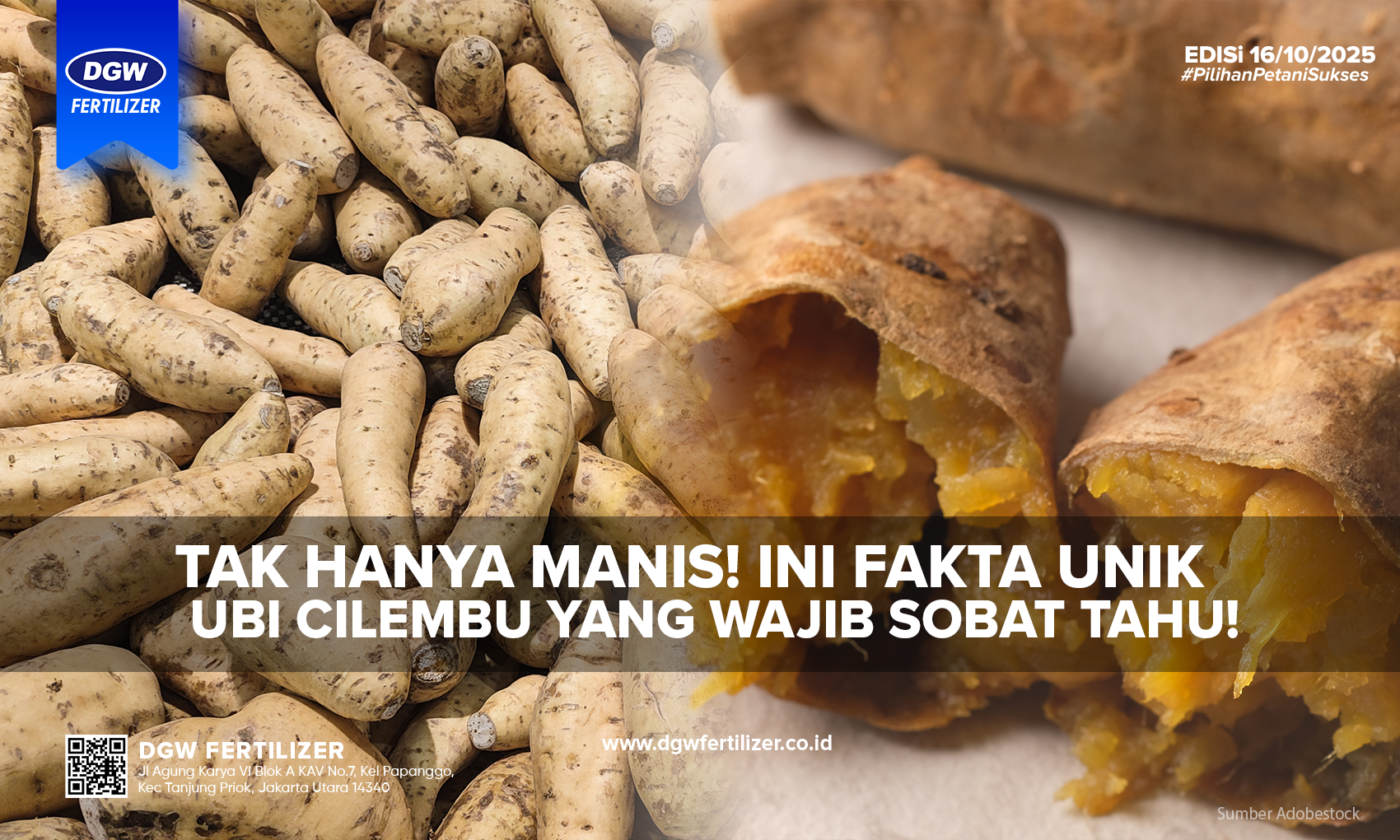 Tak Hanya Manis! Ini Fakta Unik Ubi Cilembu yang Wajib Sobat Tahu ...